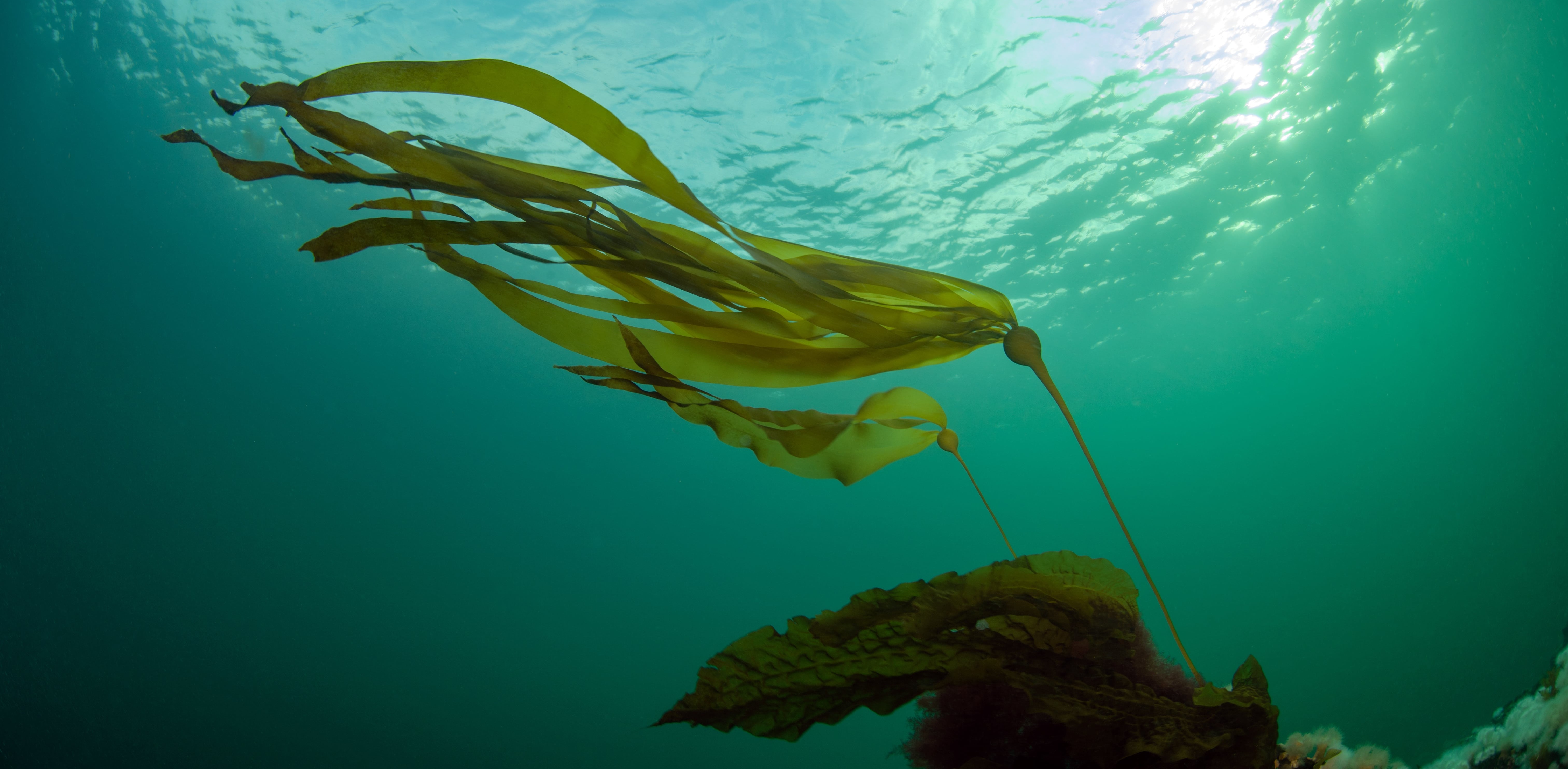 Exploring a Forest of Bull Kelp