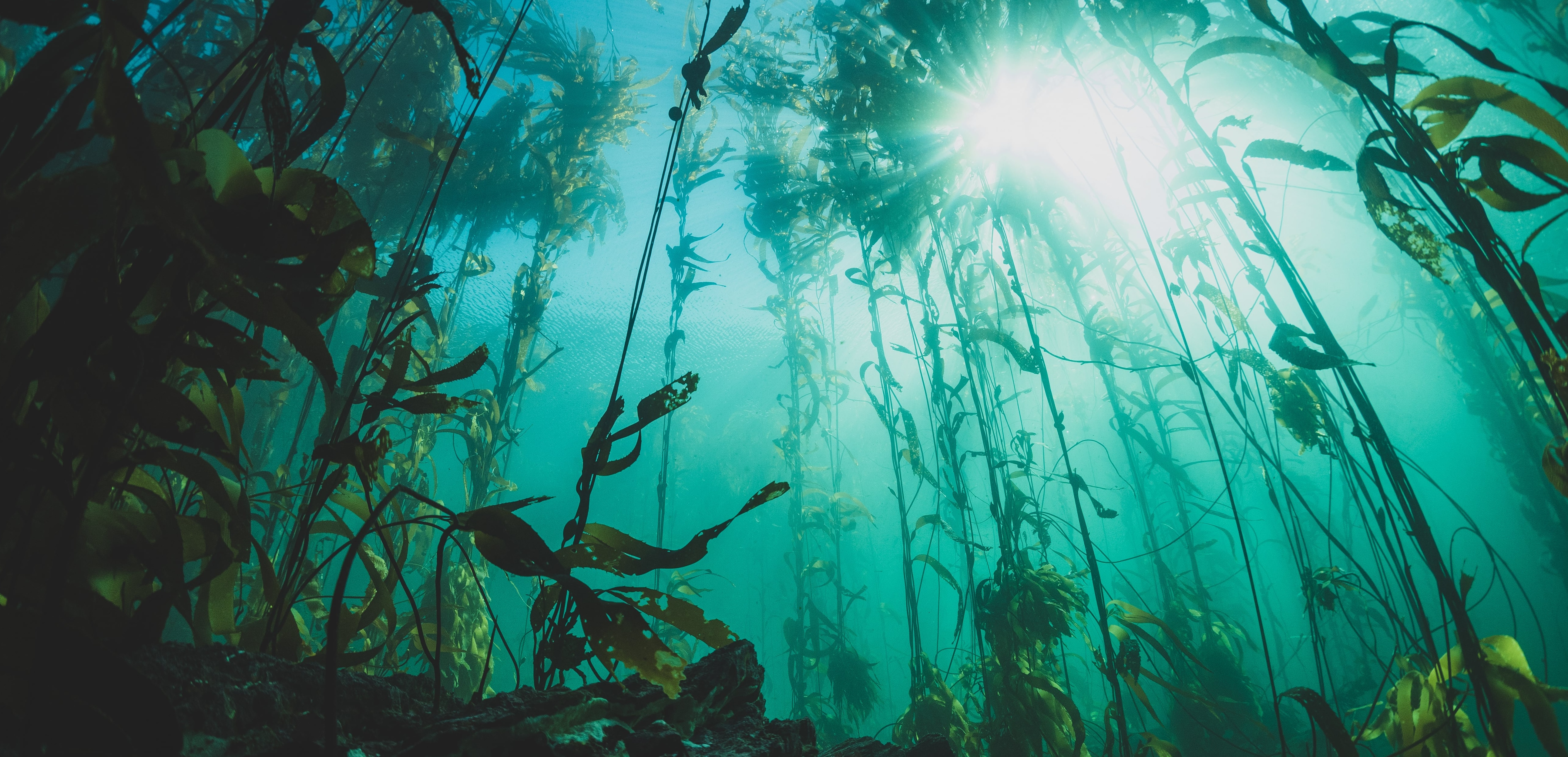 Exploring a Forest of Bull Kelp
